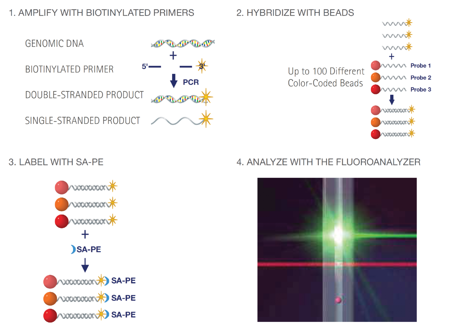 LIFECODES Rapid SSO HLA Typing Kits | Transplant HLA Genotyping | Immucor