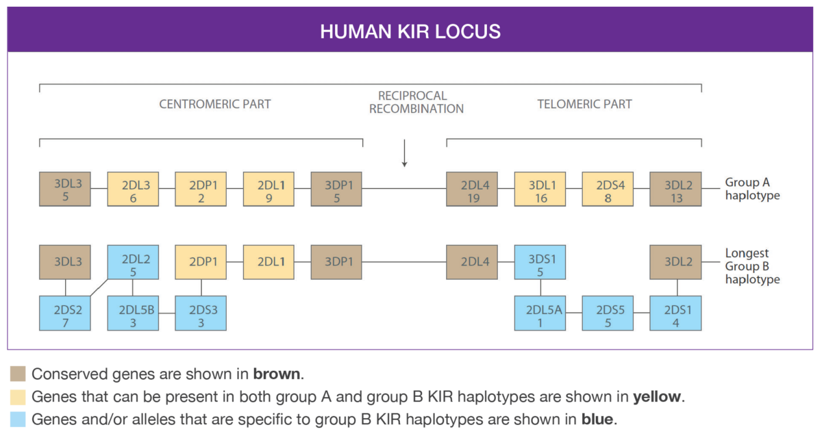 LIFECODES KIR Genotyping | Efficiently Identify KIR Alleles | Immucor