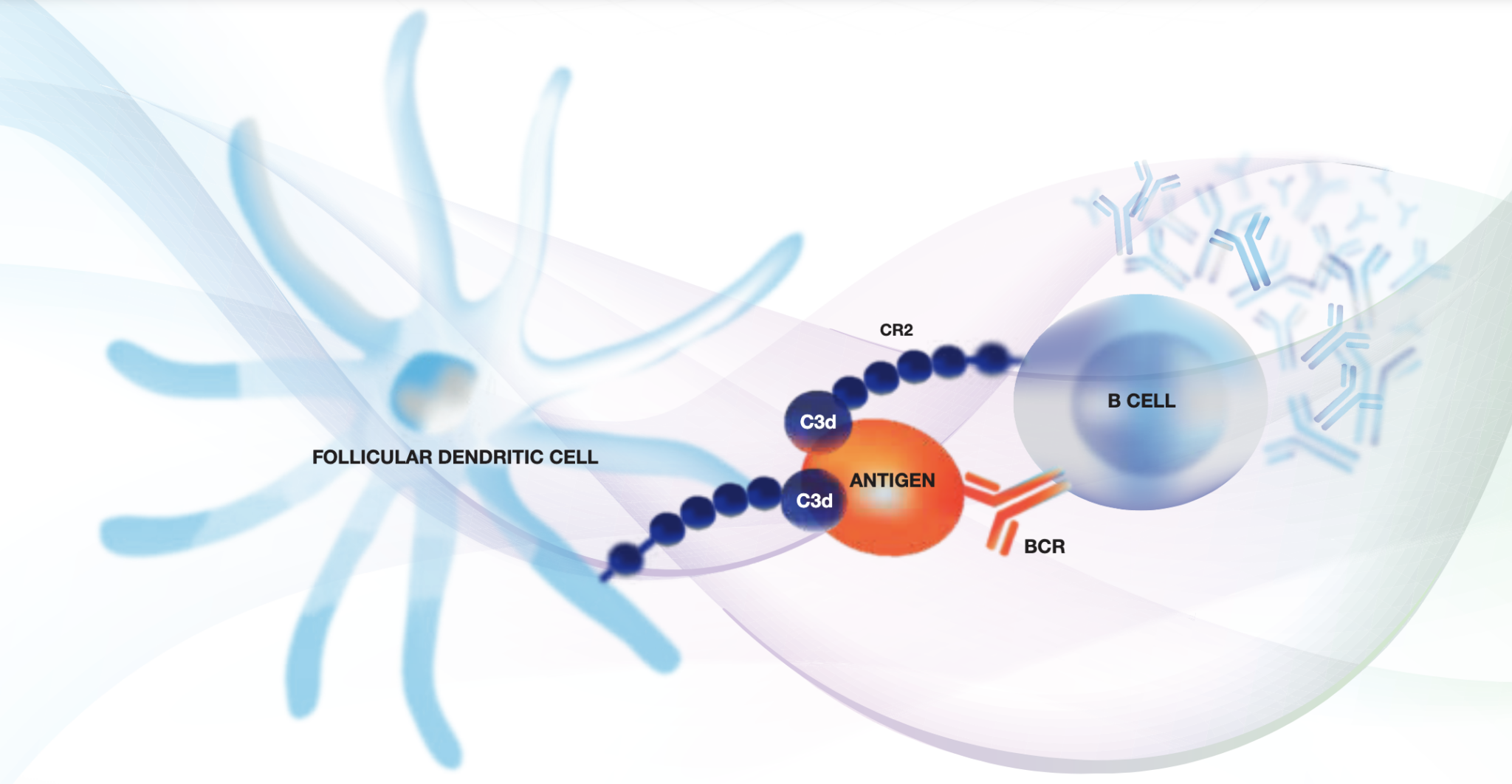 Transplant HLA Clinical Lab Products | Immucor