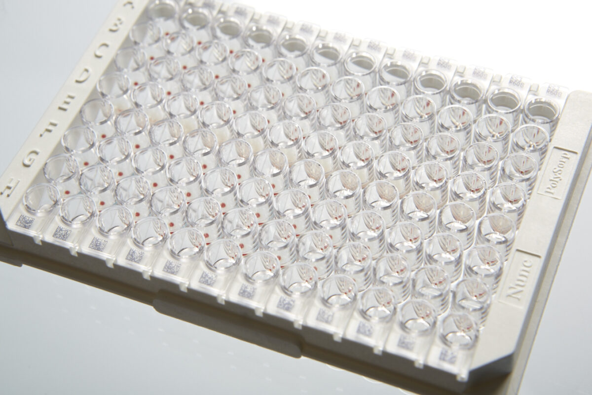 Automated Capture-R Ready-ID | RBC Antibody Identification Assays | Immucor